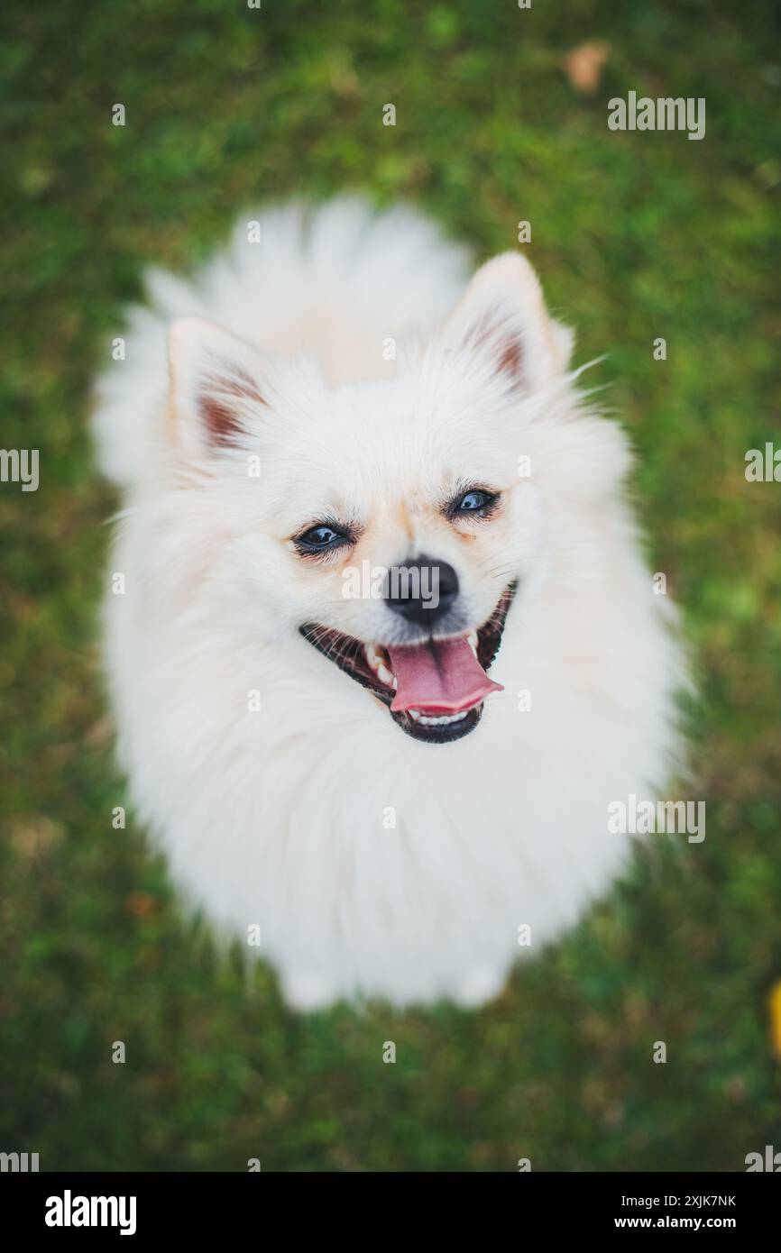 Miniature spitz meadow hi-res stock photography and images - Alamy