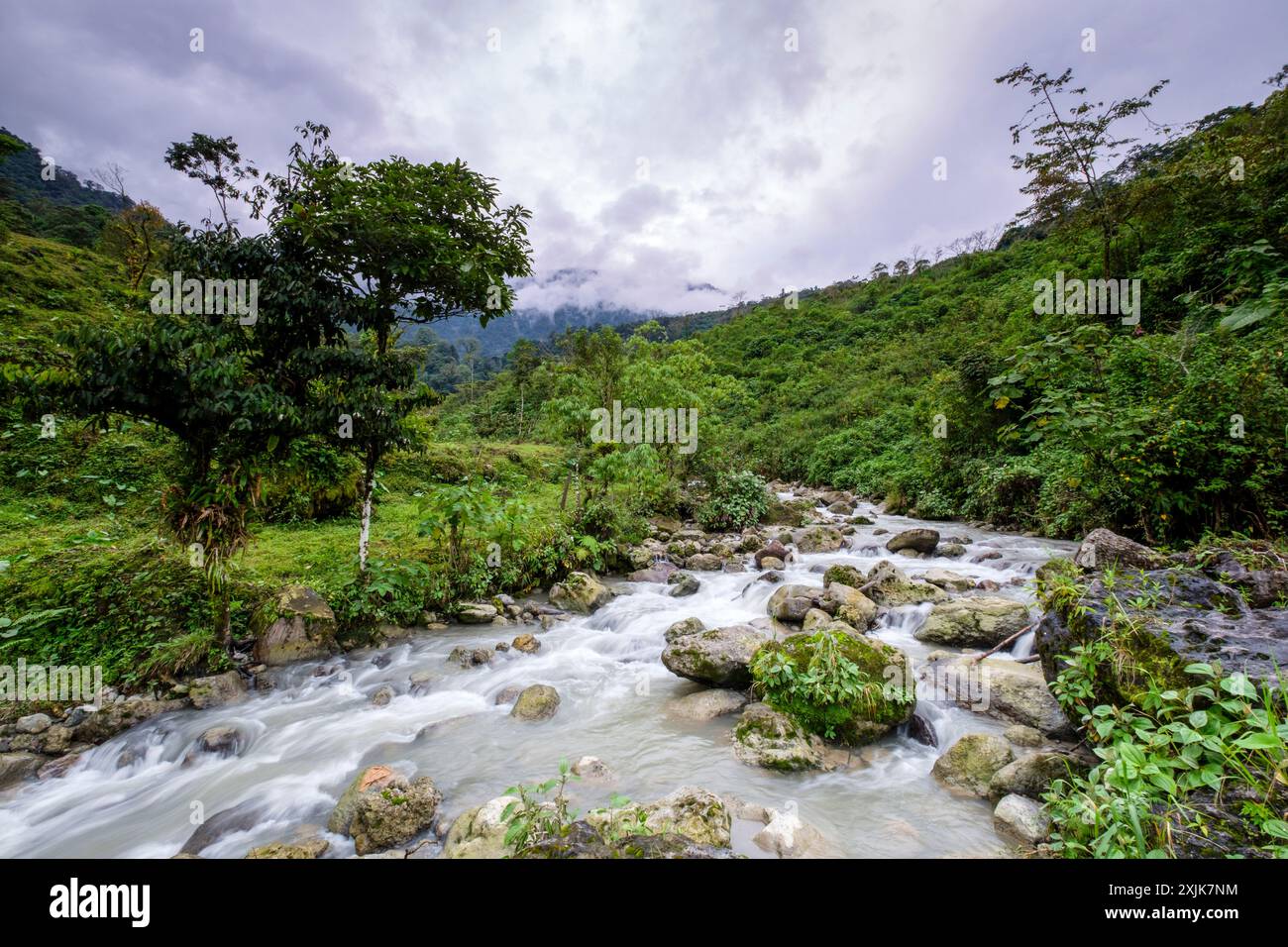 humid forest, Sierra de los Cuchumatanes, Quiche, Republic of Guatemala ...