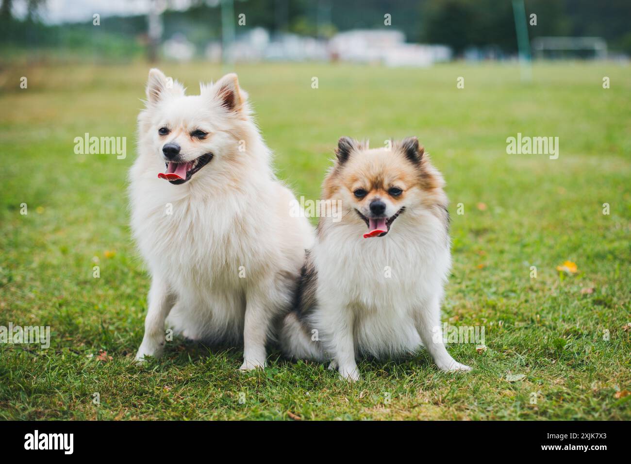 Spitz dog two hi-res stock photography and images - Alamy