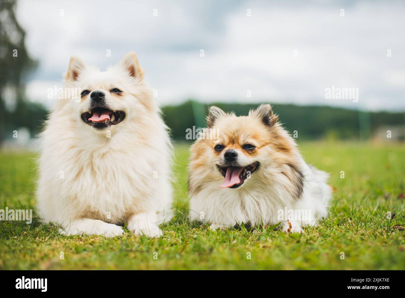 Spitz dog two hi-res stock photography and images - Alamy