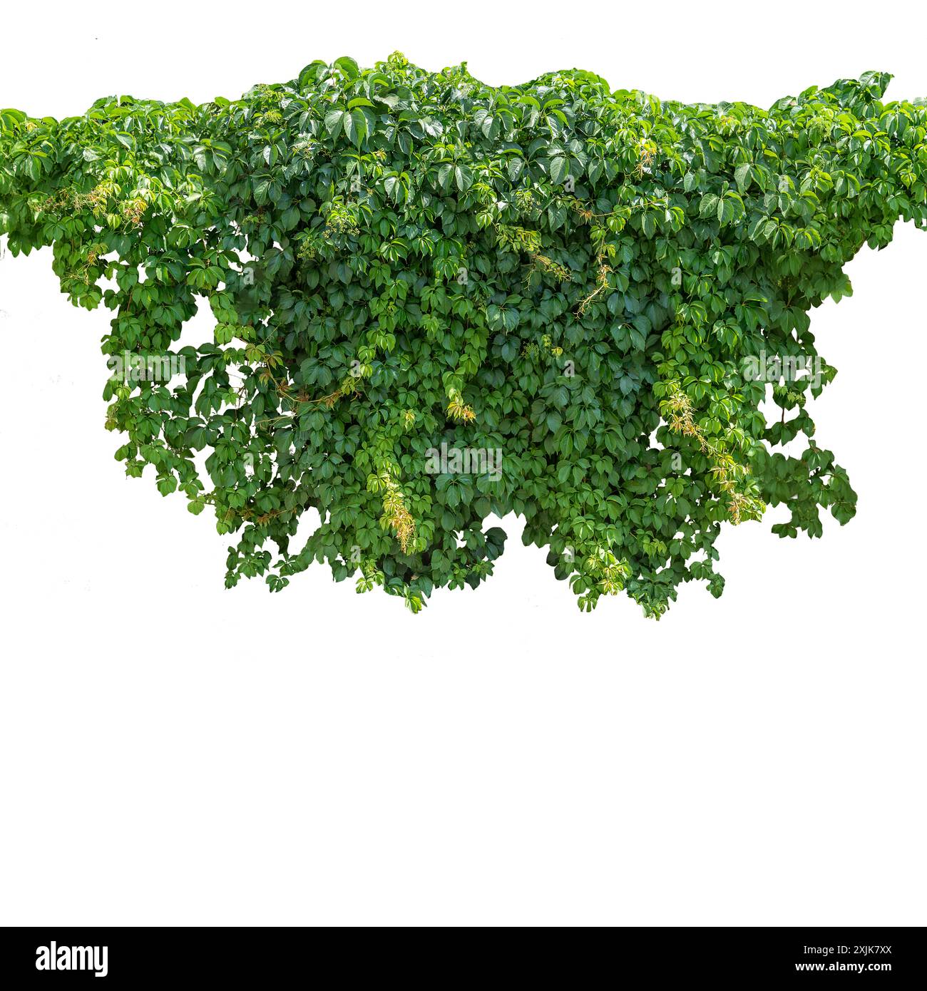 Cutout ivy with lush green foliage, Virginia creeper, wild climbing ...