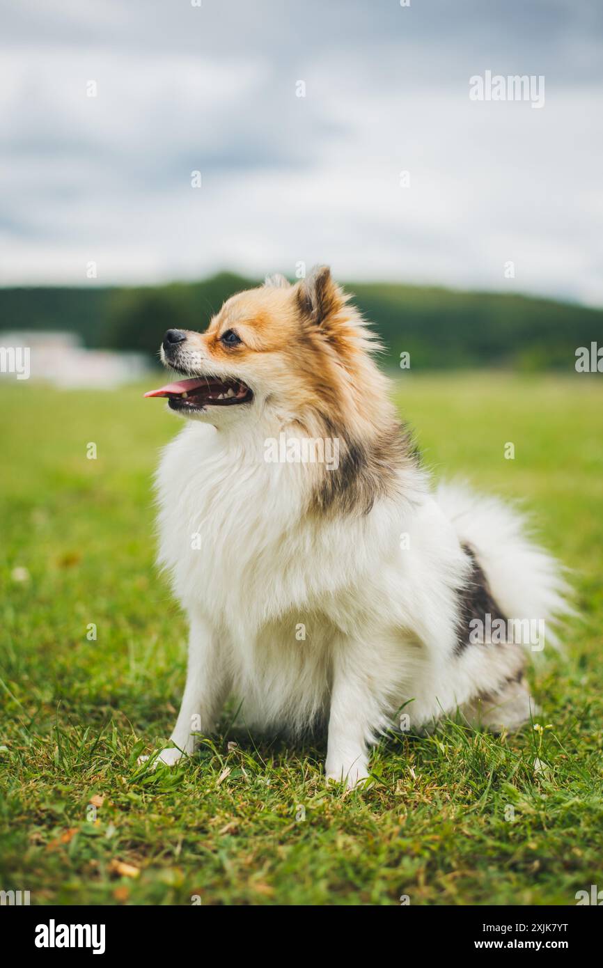 Miniature spitz hi-res stock photography and images - Alamy