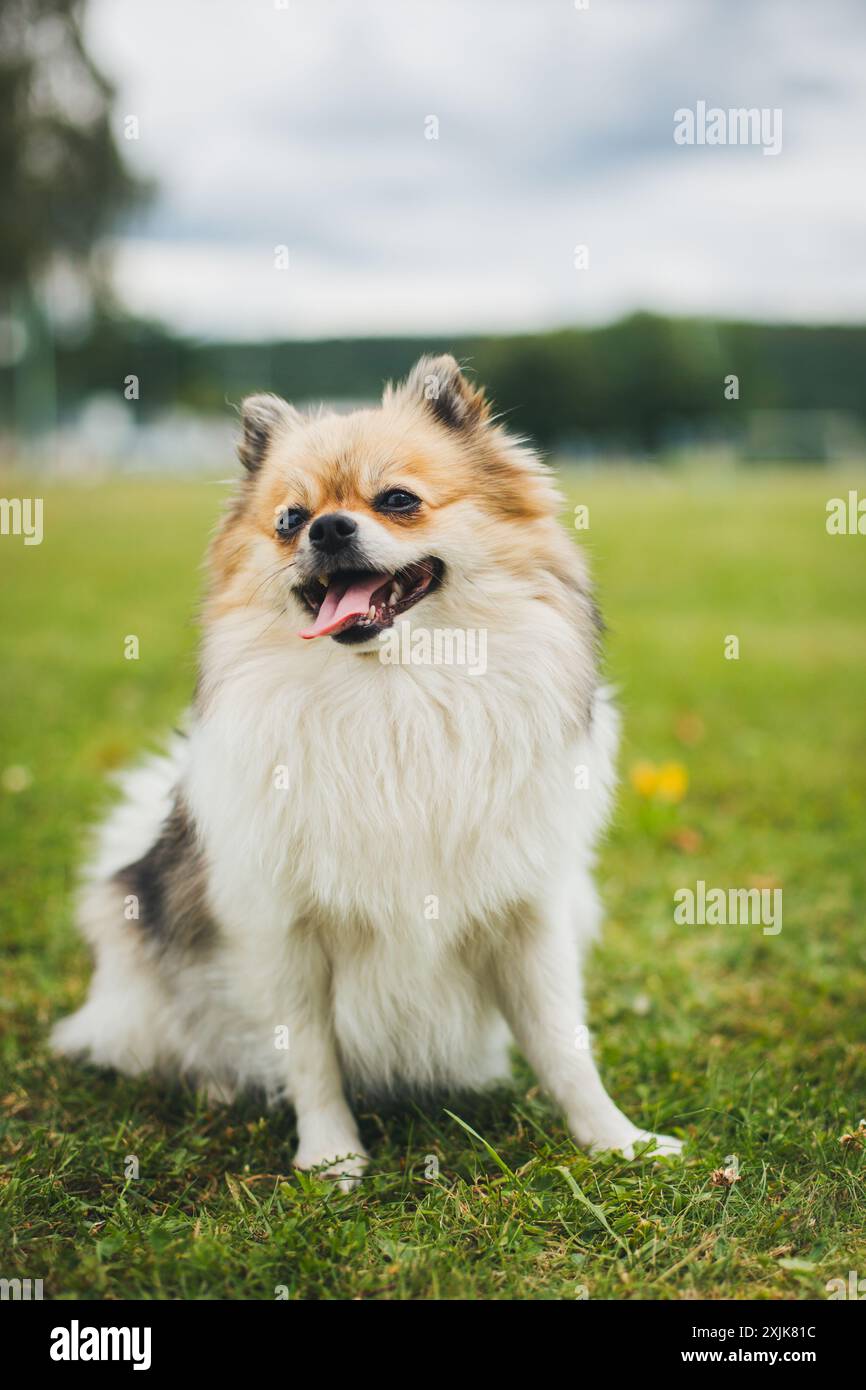 German miniature spitz hi-res stock photography and images - Alamy