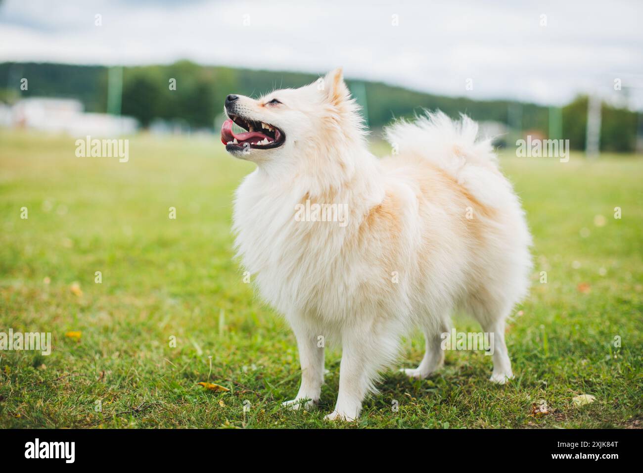 German spitz type dog hi-res stock photography and images - Alamy