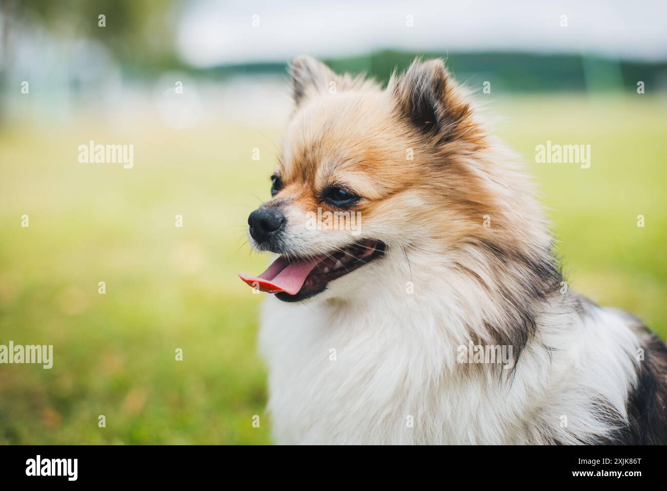 Miniature spitz hi-res stock photography and images - Alamy