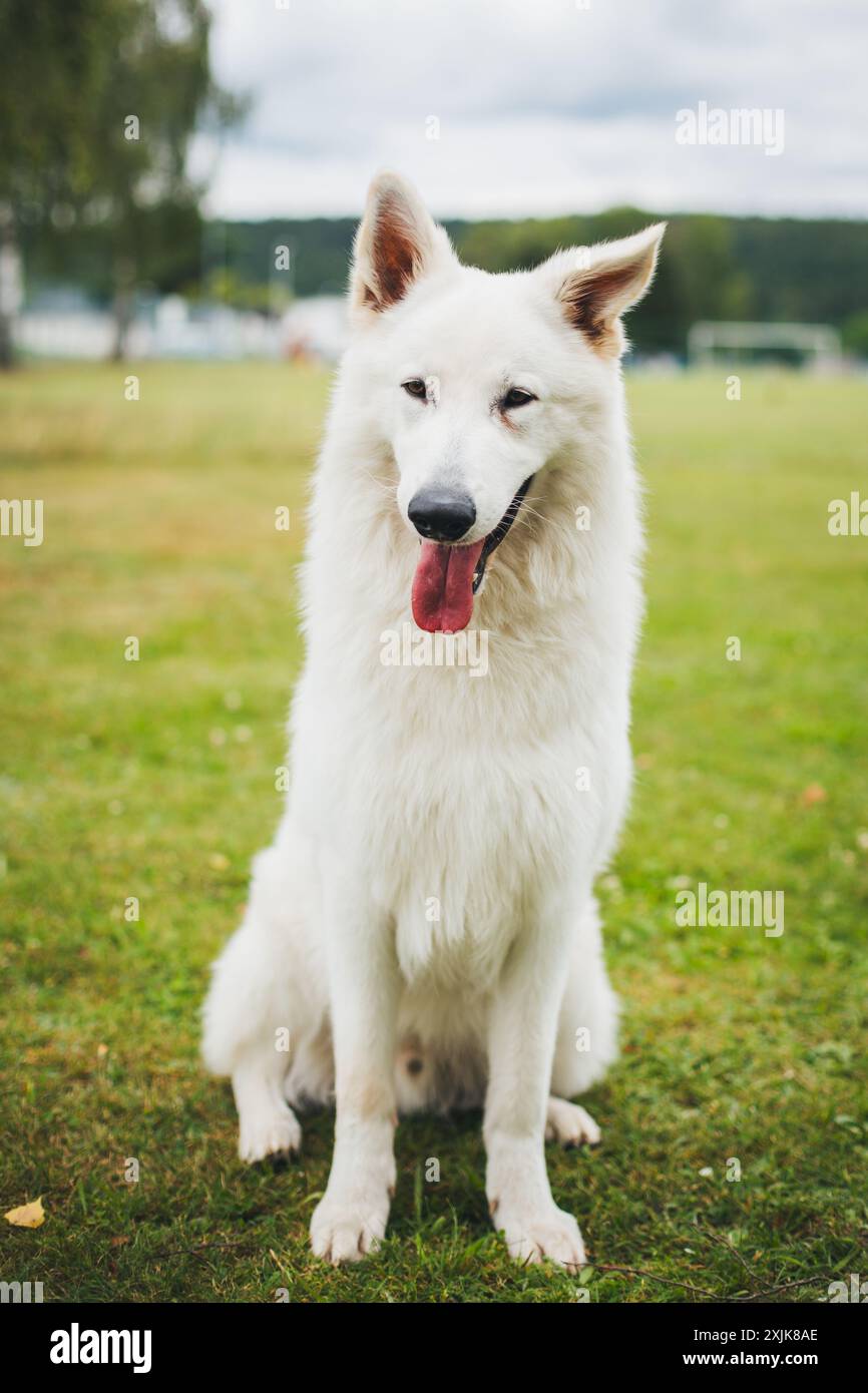 Sitting white swiss shepherd hi-res stock photography and images - Alamy