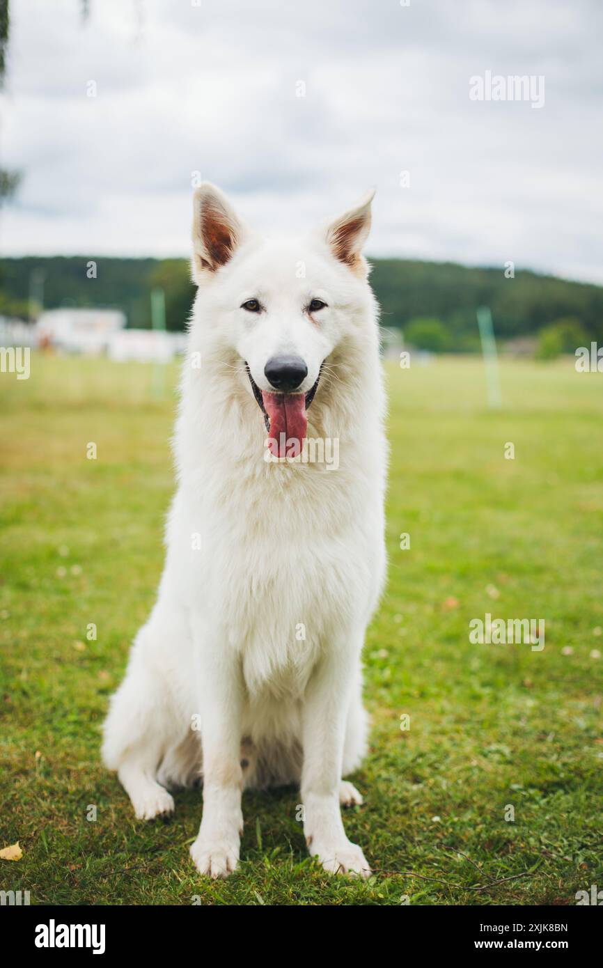 Suiss dog breed hi-res stock photography and images - Alamy