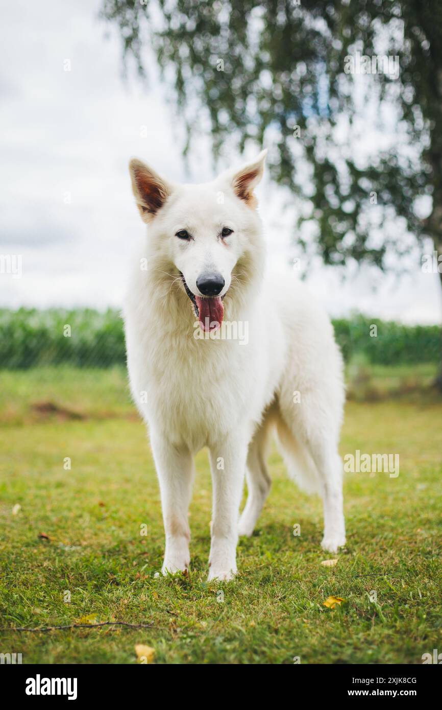 Berger Blanc Suisse (White Suiss Shepherd Dog Stock Photo - Alamy
