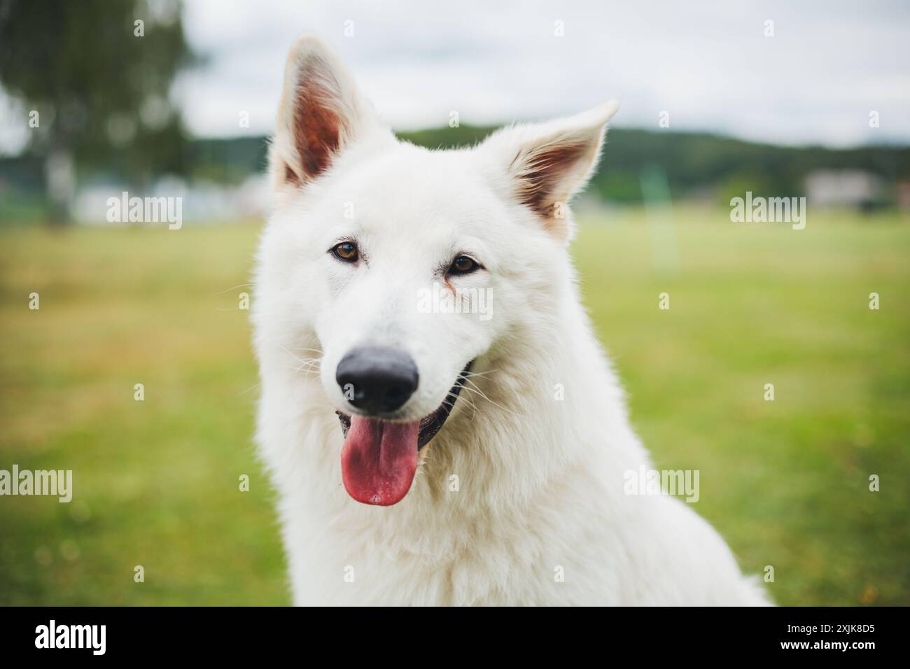 Berger Blanc Suisse (White Suiss Shepherd Dog Stock Photo - Alamy