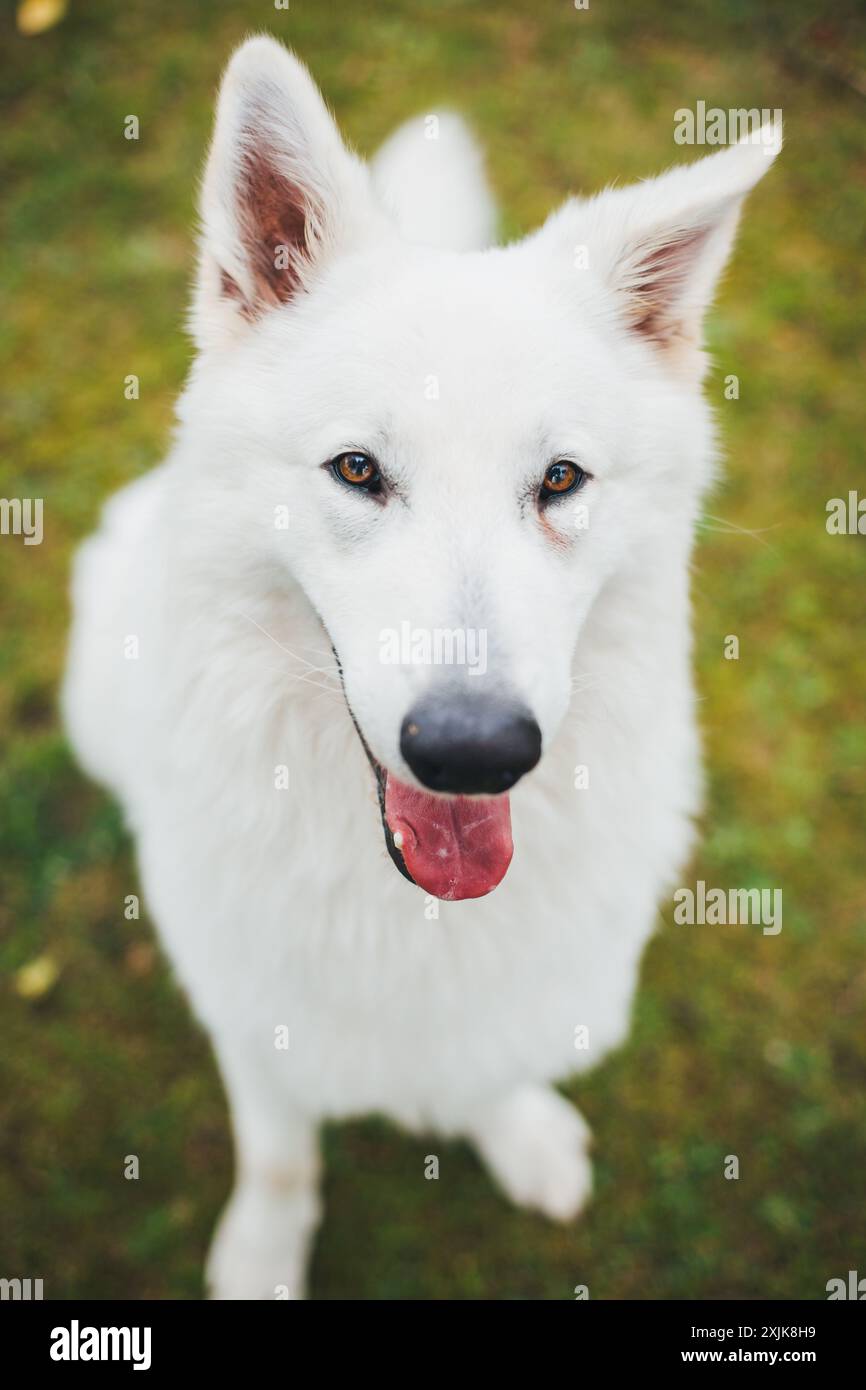 White swiss shepherd dogs hi-res stock photography and images - Alamy
