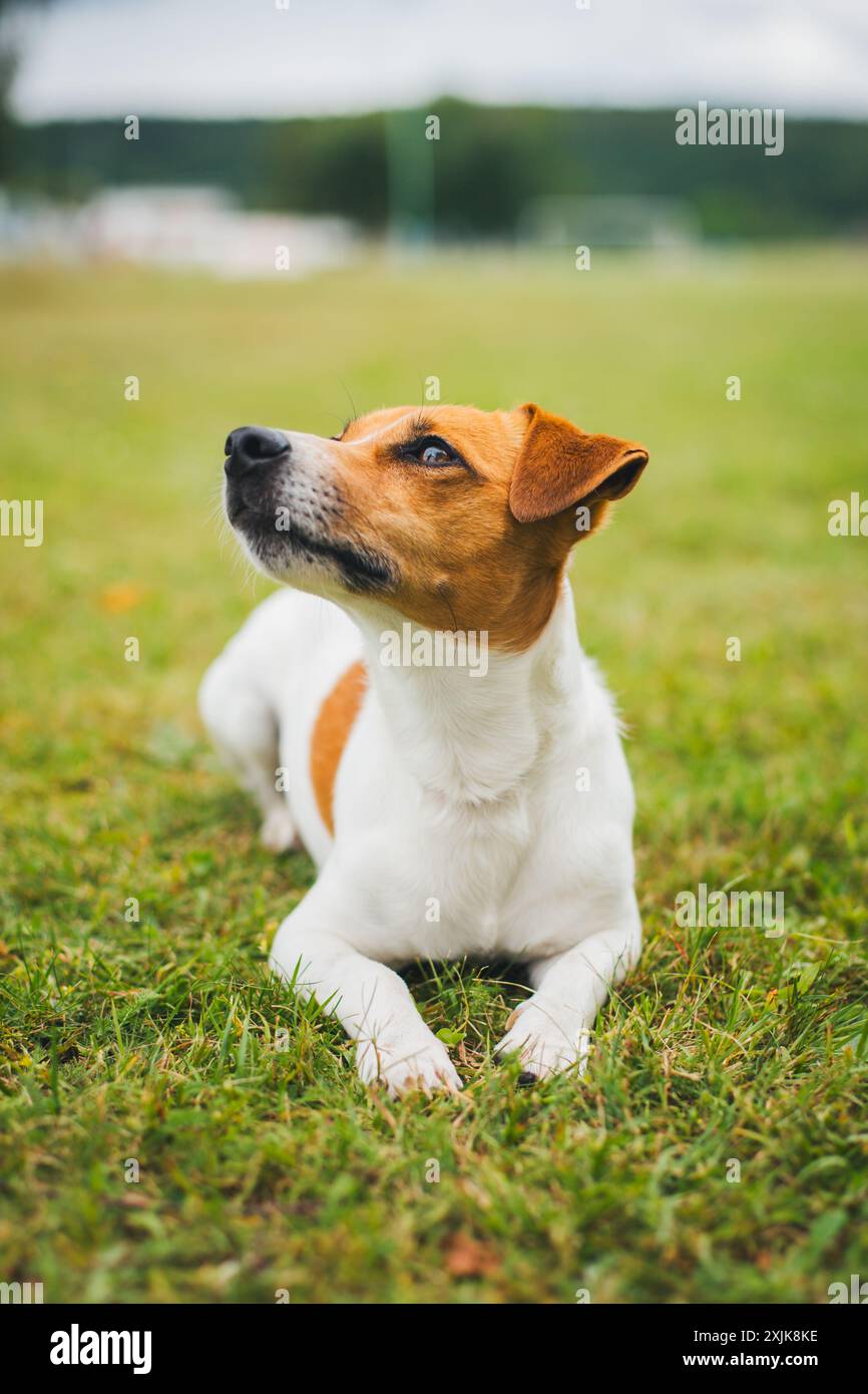 Jack russell lying hi-res stock photography and images - Alamy