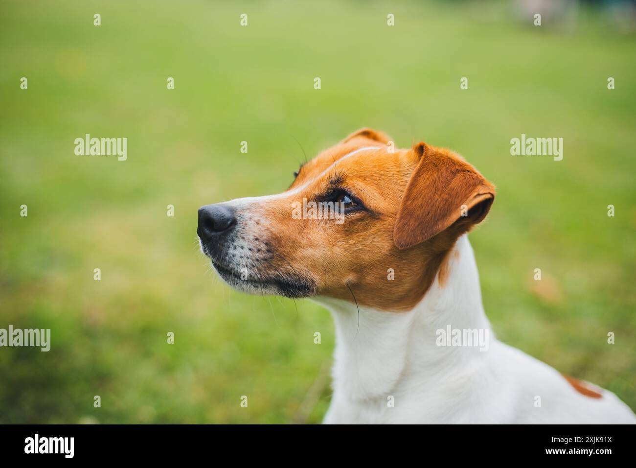Jack russell terrier hi-res stock photography and images - Alamy