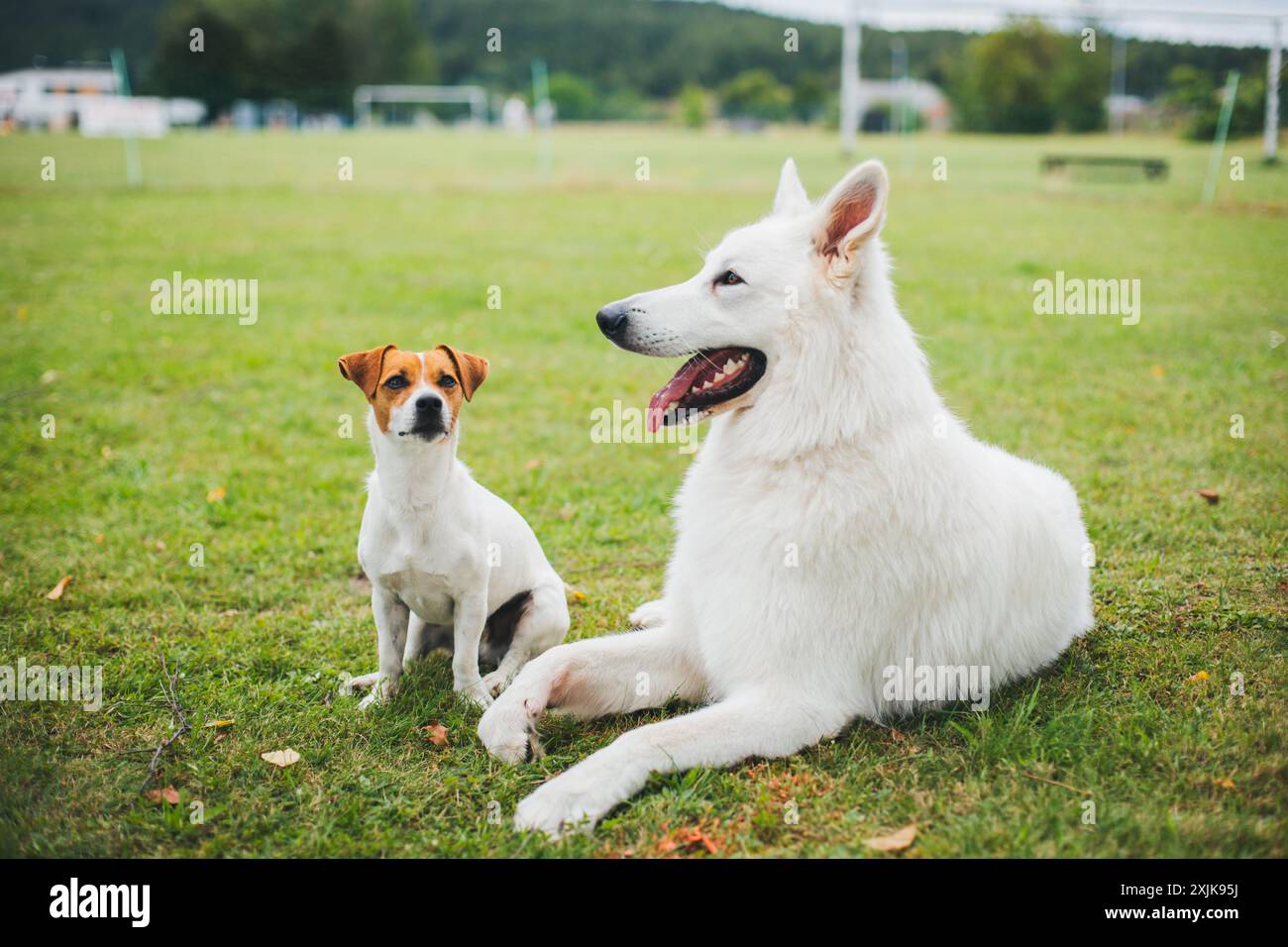 Jack Russell Terrier and Berger Blanc Suisse (White Suiss Shepherd Dog ...