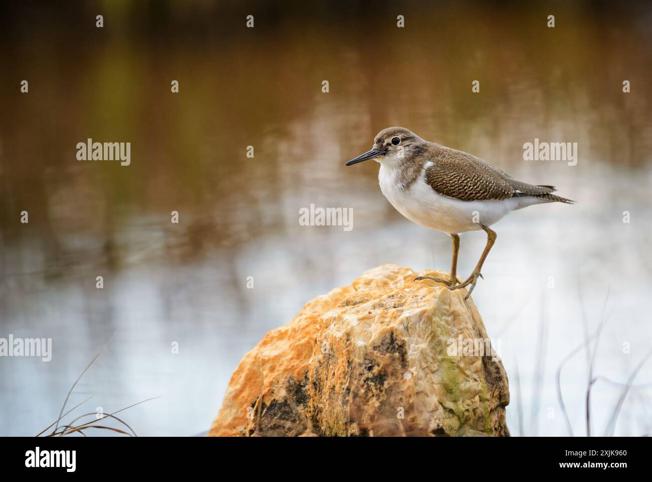 Common Sandpiper - Actitis hypoleucos, beautiful small wader from fresh ...