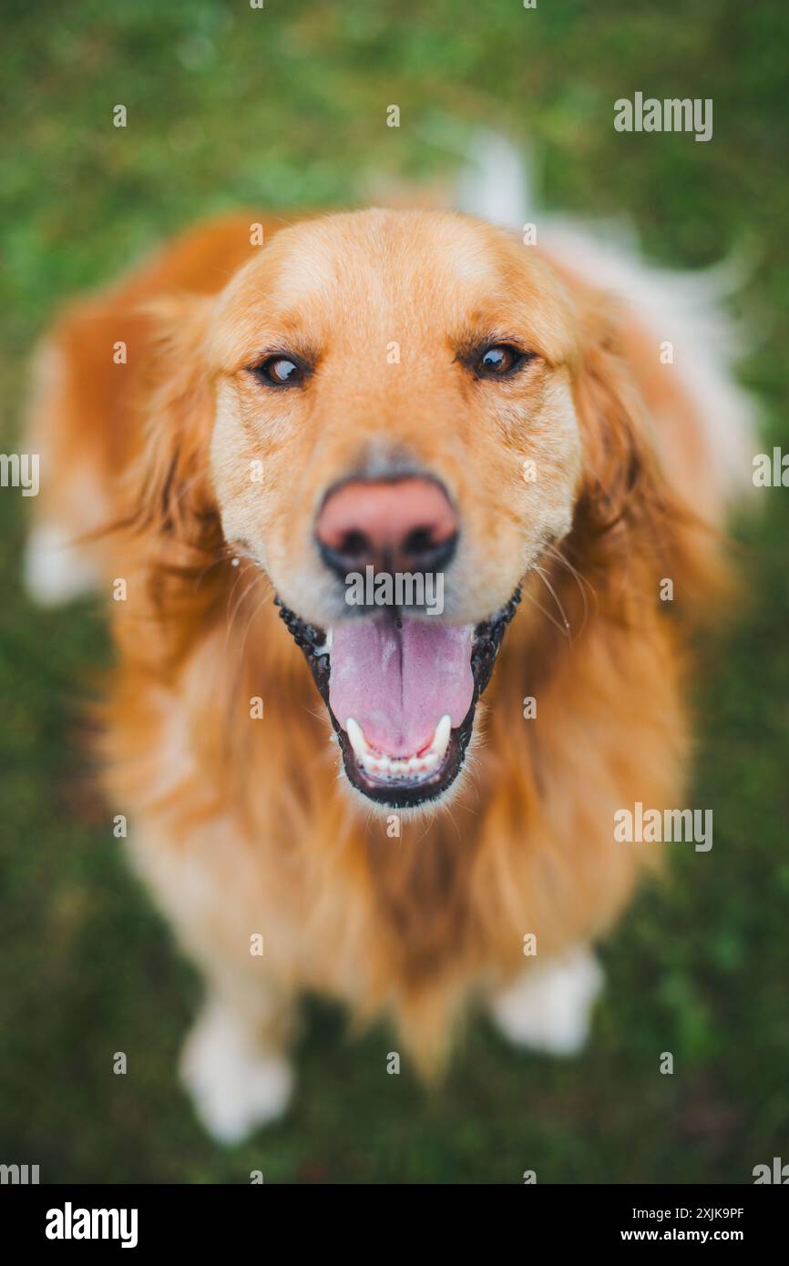 Working golden retriever hi-res stock photography and images - Alamy