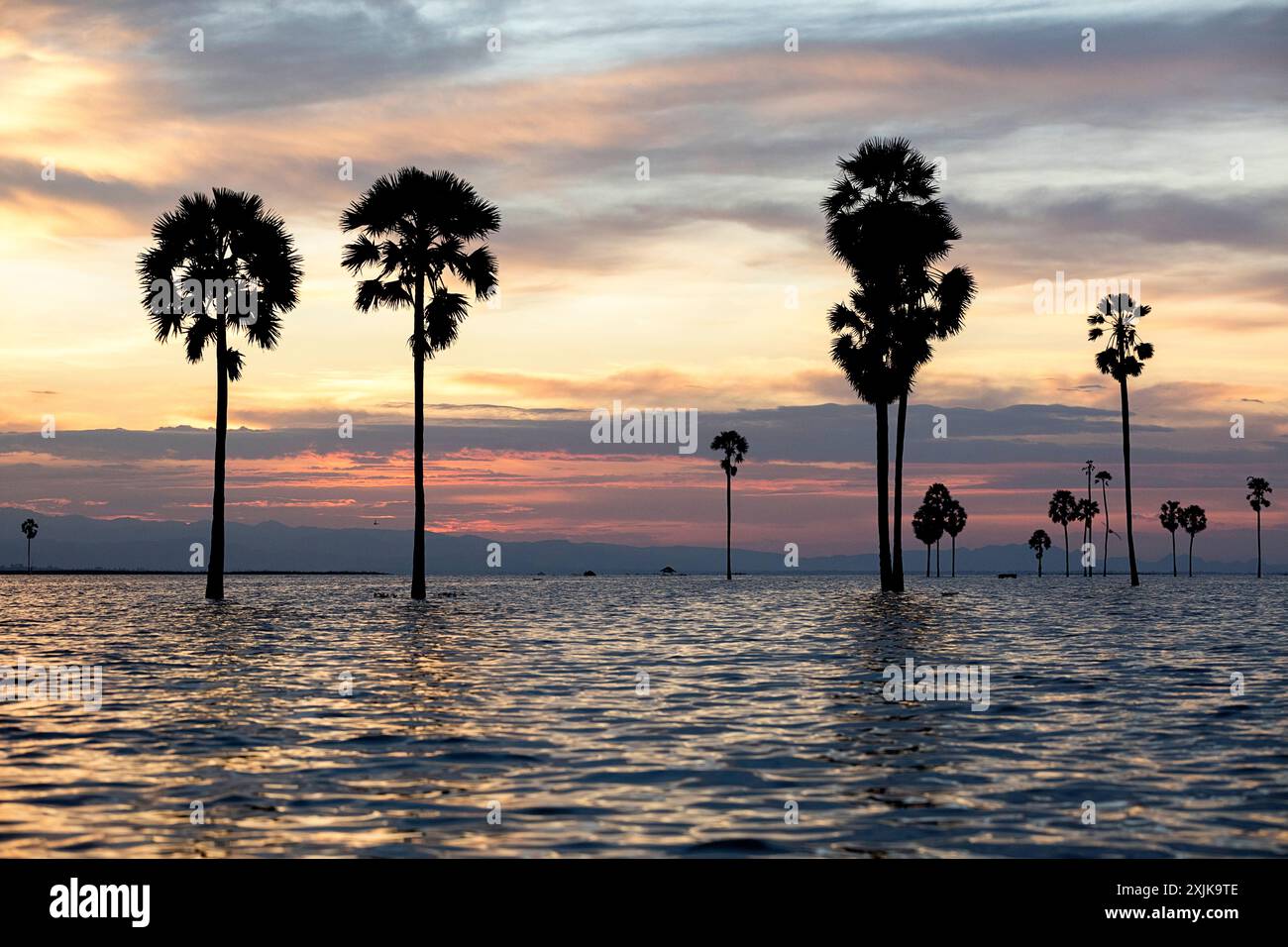 Beautiful palm trees at sunset in the middle of lake tempe near ...