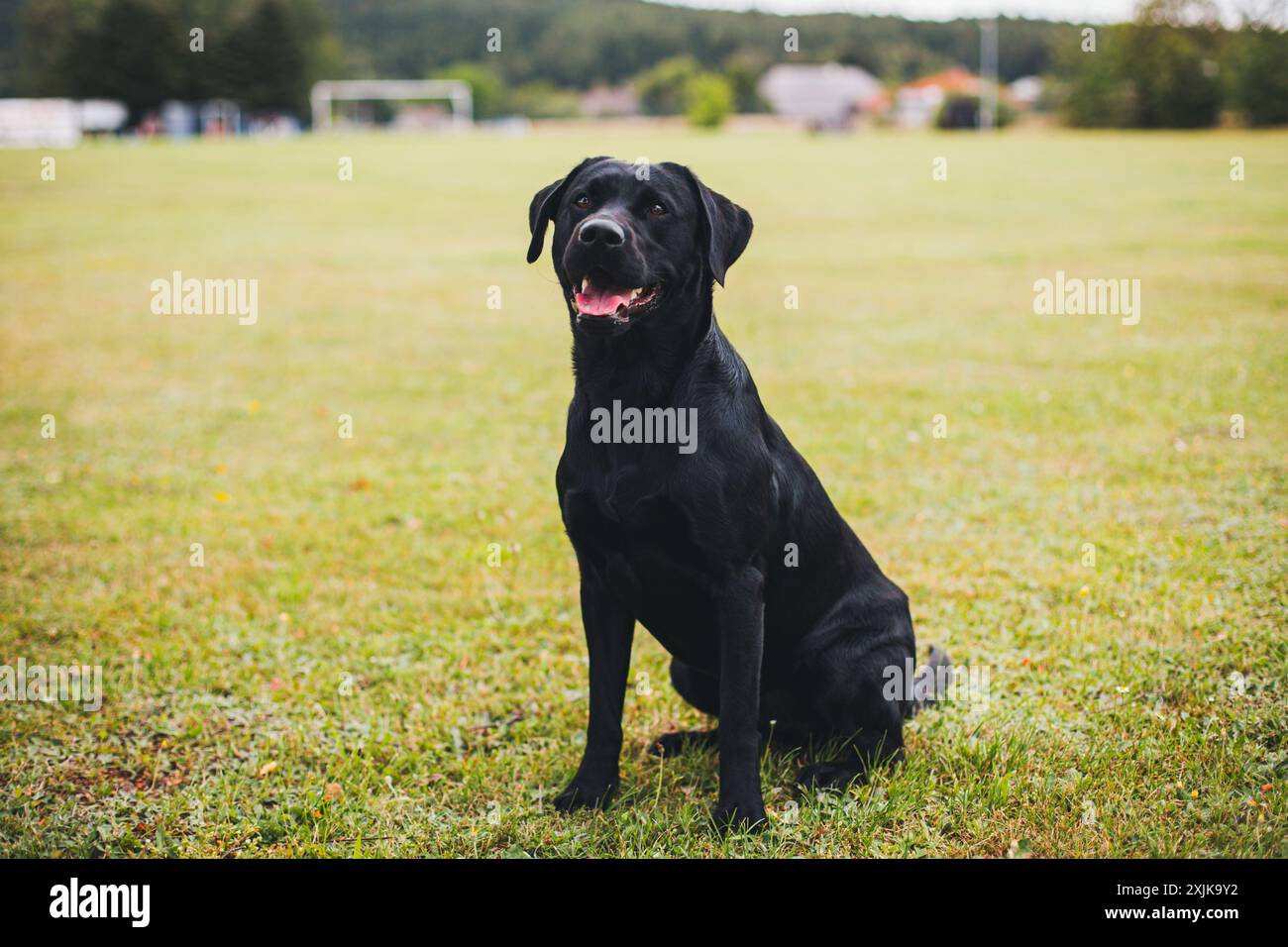 Labrador Retriever working line Stock Photo - Alamy