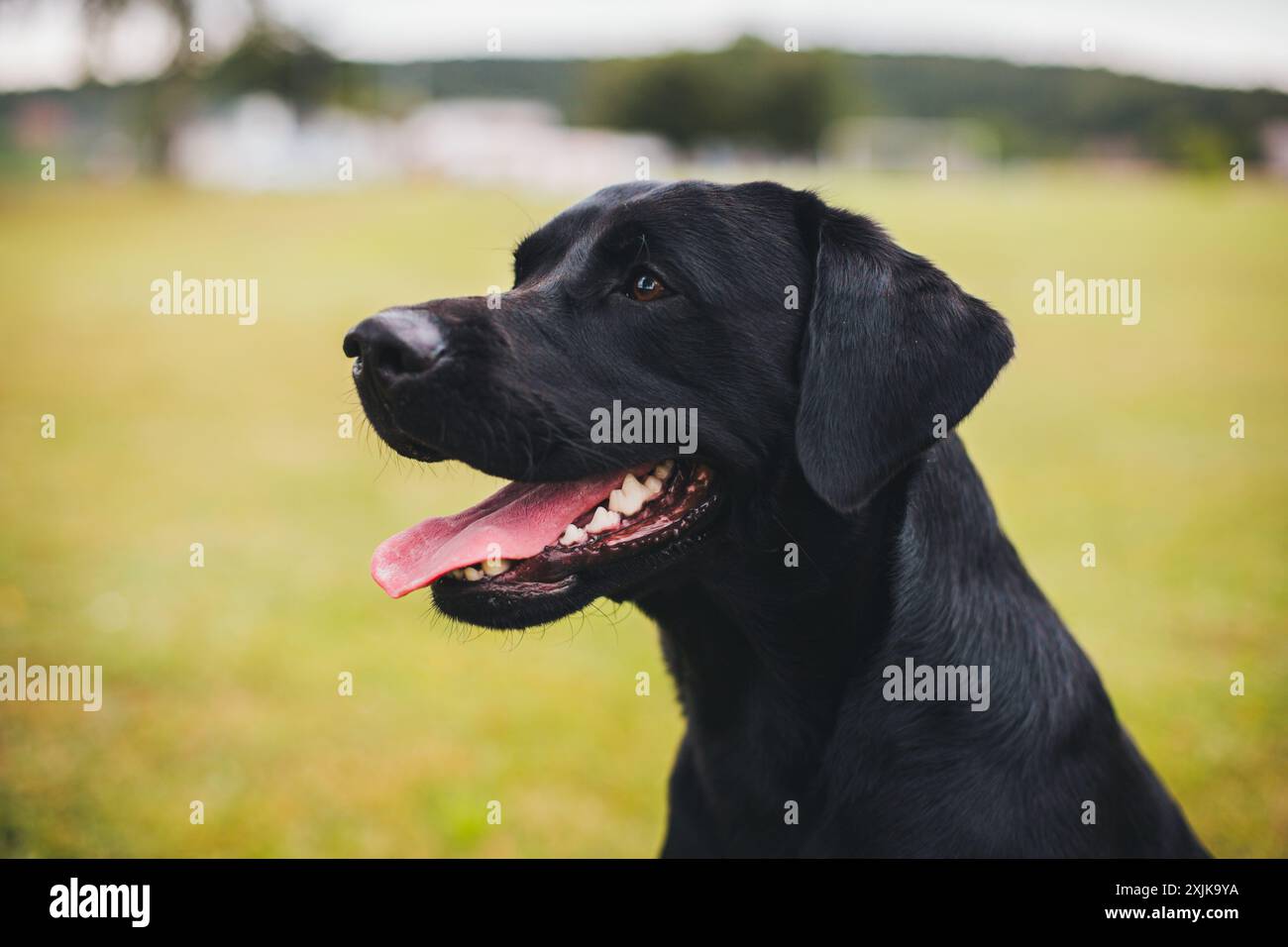 Labrador Retriever working line Stock Photo - Alamy