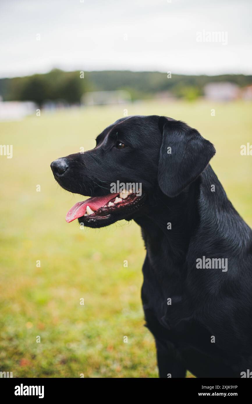 Labrador Retriever working line Stock Photo - Alamy
