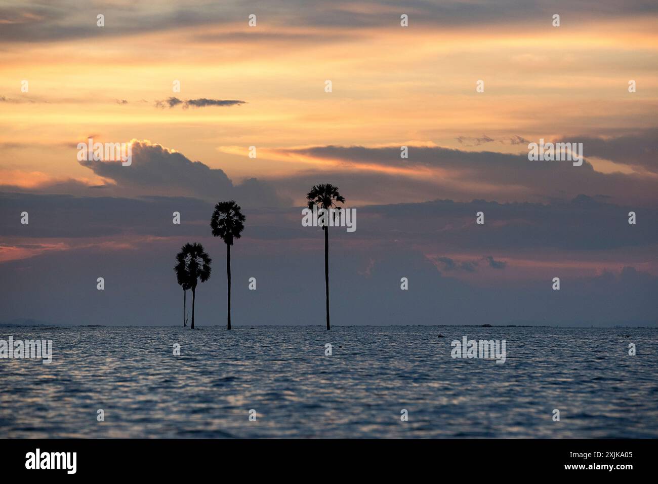 Beautiful palm trees at sunset in the middle of lake tempe near ...