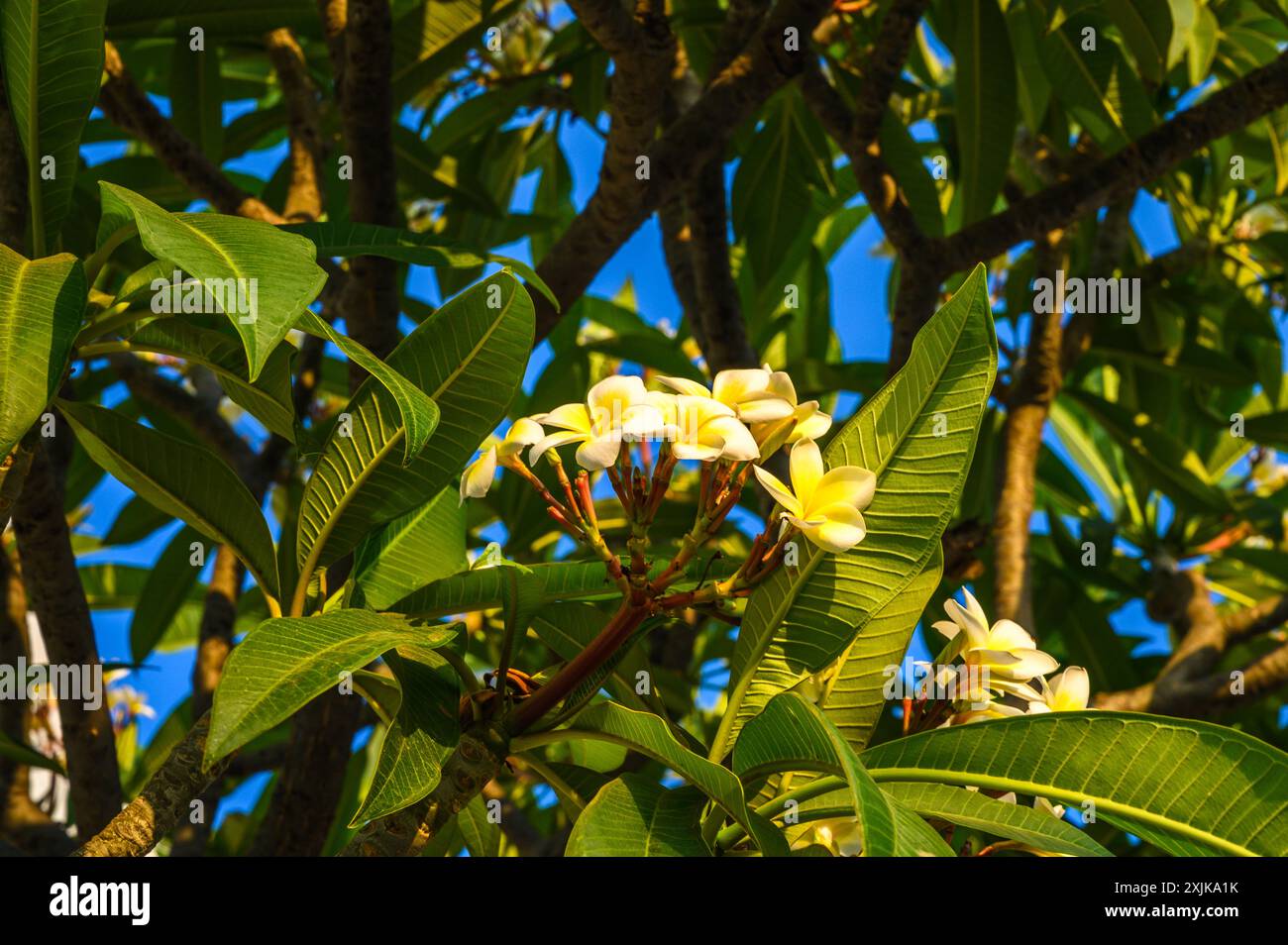 Flowered tree of Plumeria rubra Stock Photo - Alamy