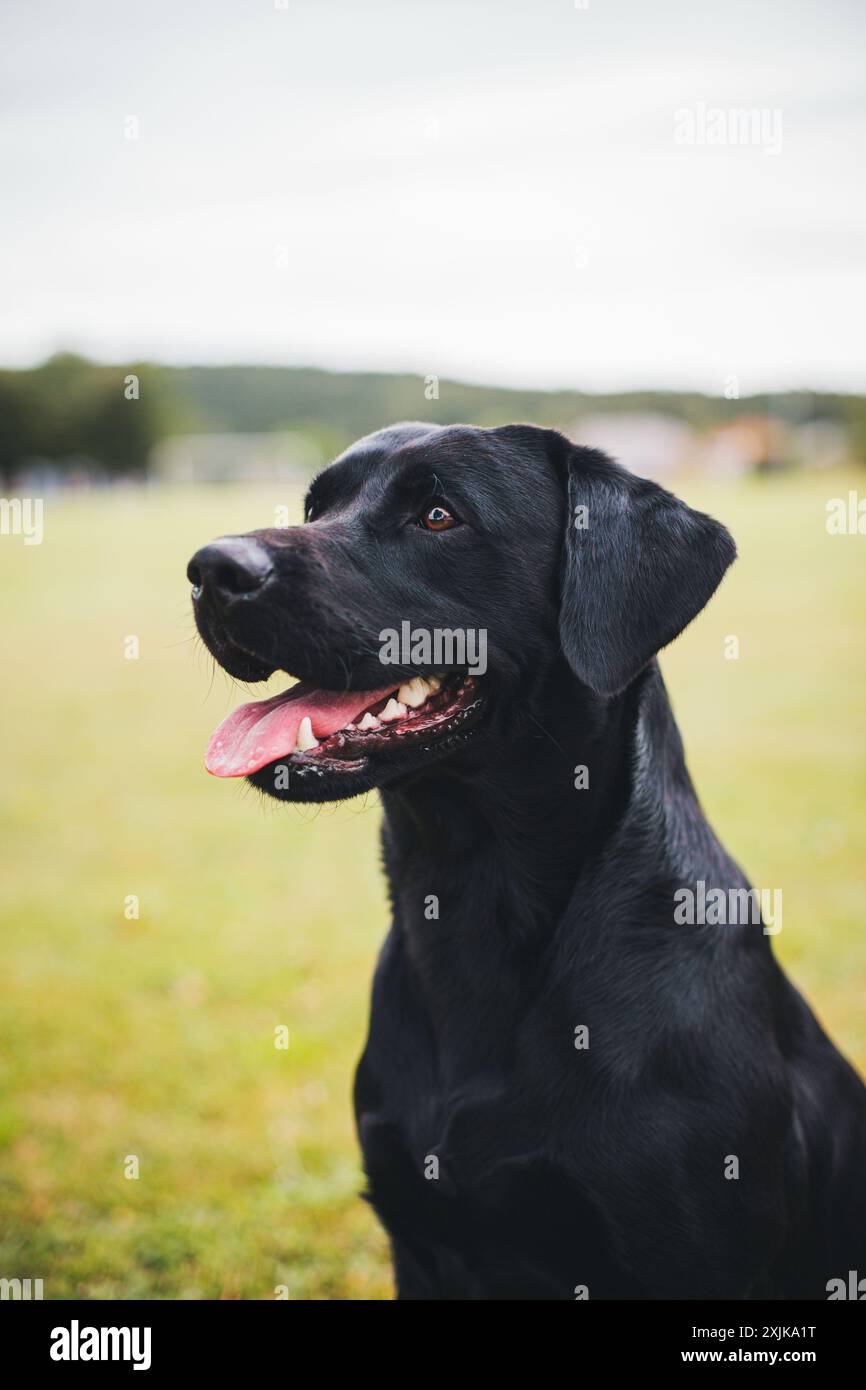 Labrador Retriever working line Stock Photo - Alamy