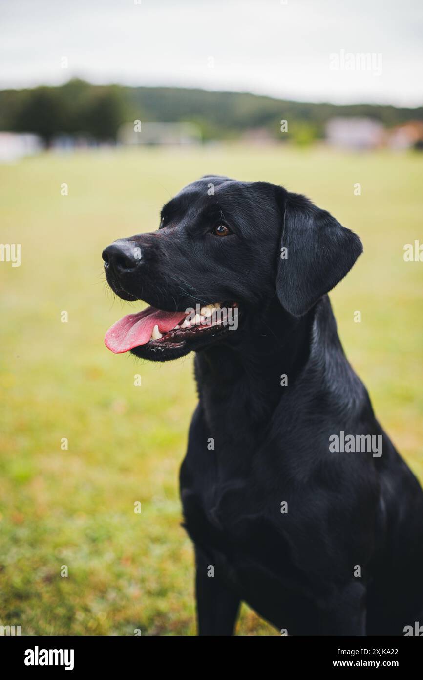 Labrador Retriever working line Stock Photo - Alamy
