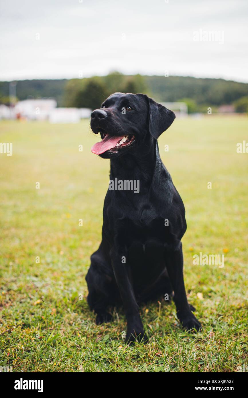 Labrador Retriever working line Stock Photo - Alamy