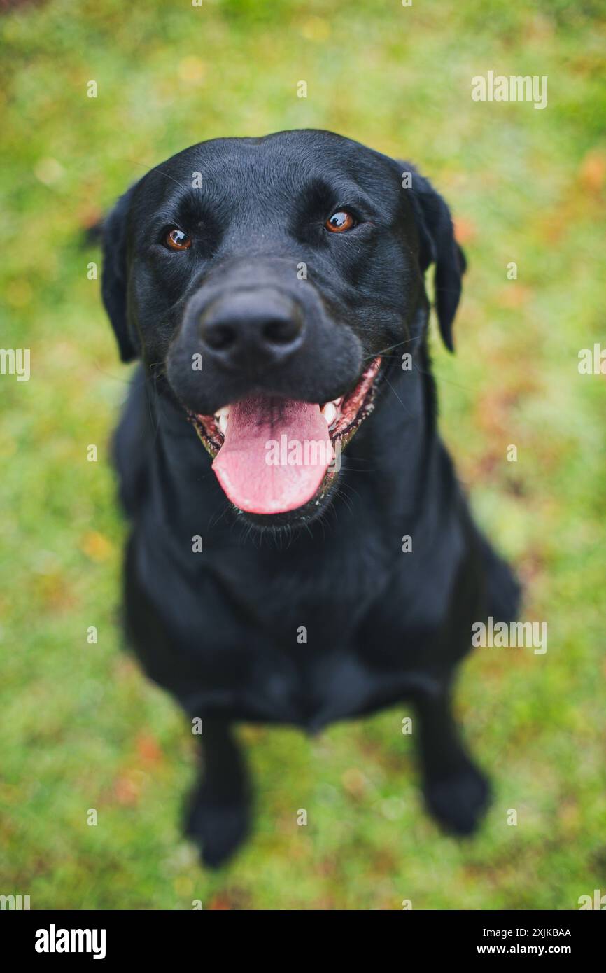 Labrador Retriever working line Stock Photo - Alamy