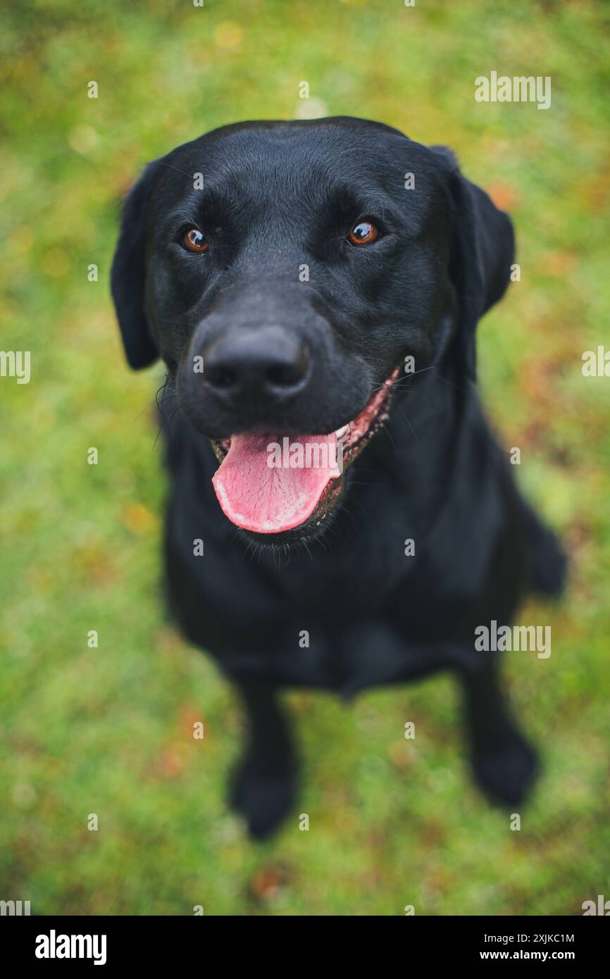 Labrador Retriever working line Stock Photo - Alamy