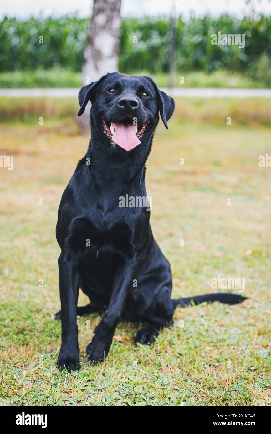 Labrador Retriever working line Stock Photo - Alamy