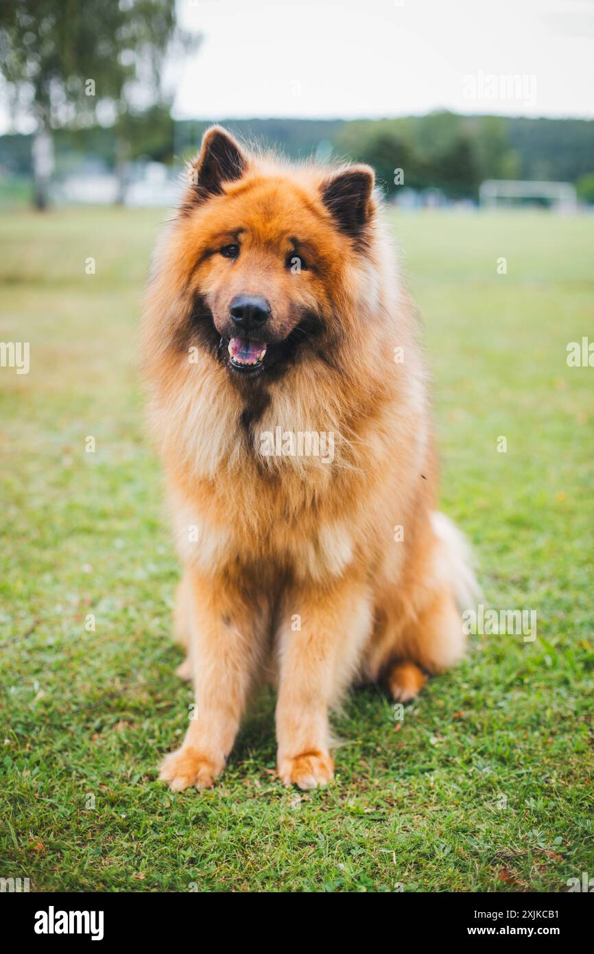 Eurasier male hi-res stock photography and images - Alamy