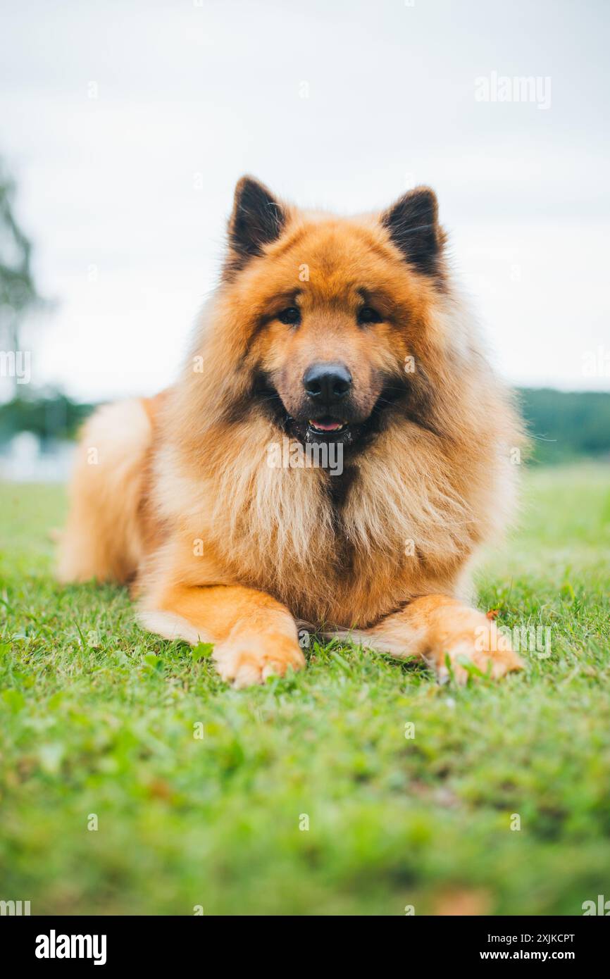 Eurasier male hi-res stock photography and images - Alamy