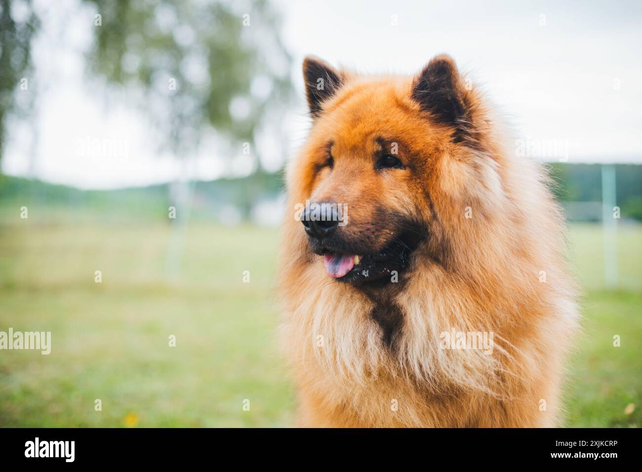 German spitz dog hi-res stock photography and images - Alamy