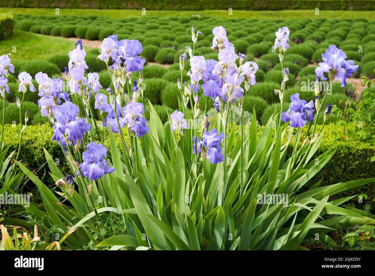 Iris des Jardins, Iris germanica, Jardin des Tuileries, Paris, France ...
