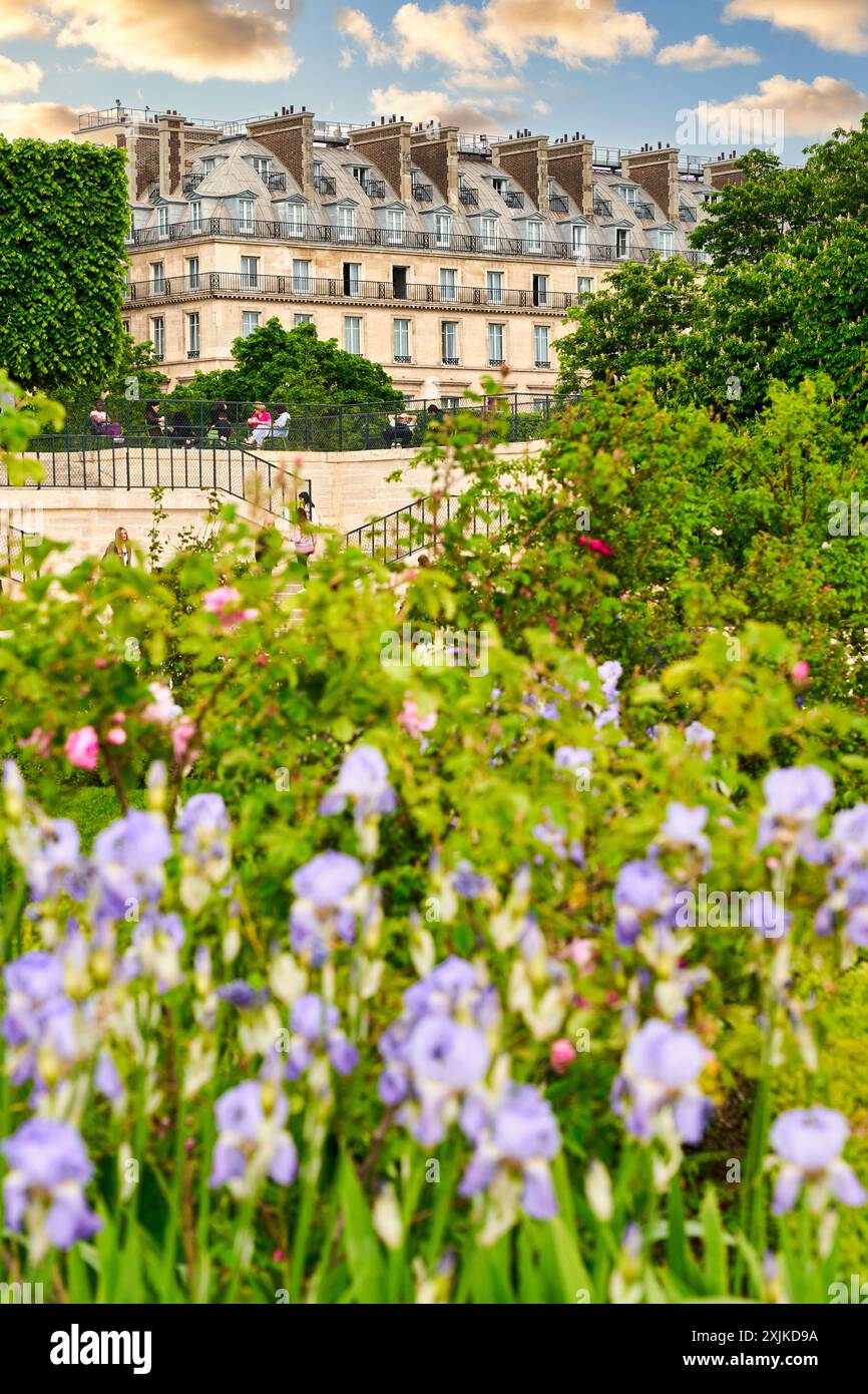 Iris des Jardins, Iris germanica, Jardin des Tuileries, Paris, France ...