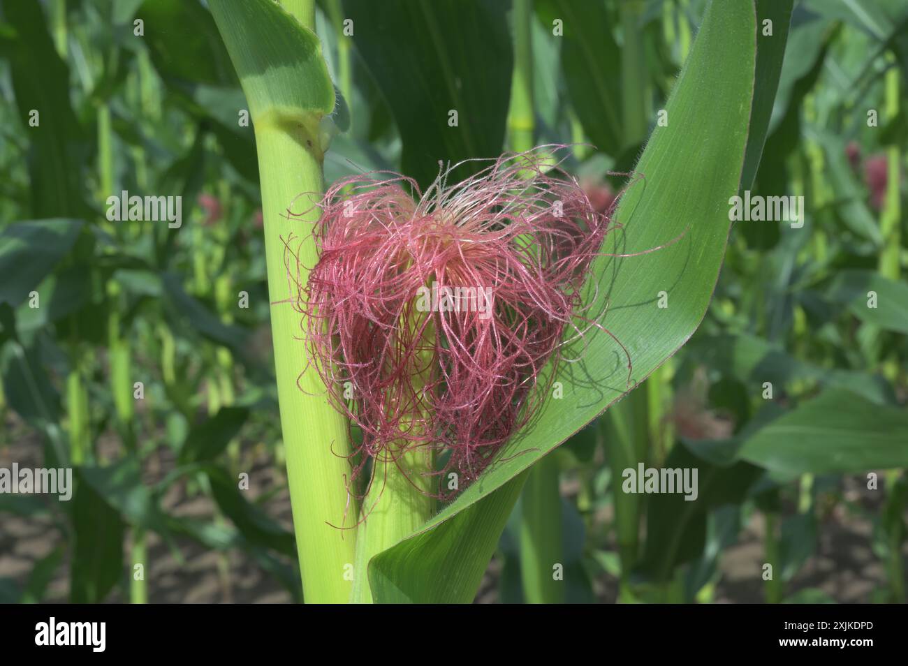 Corn silk hi-res stock photography and images - Alamy