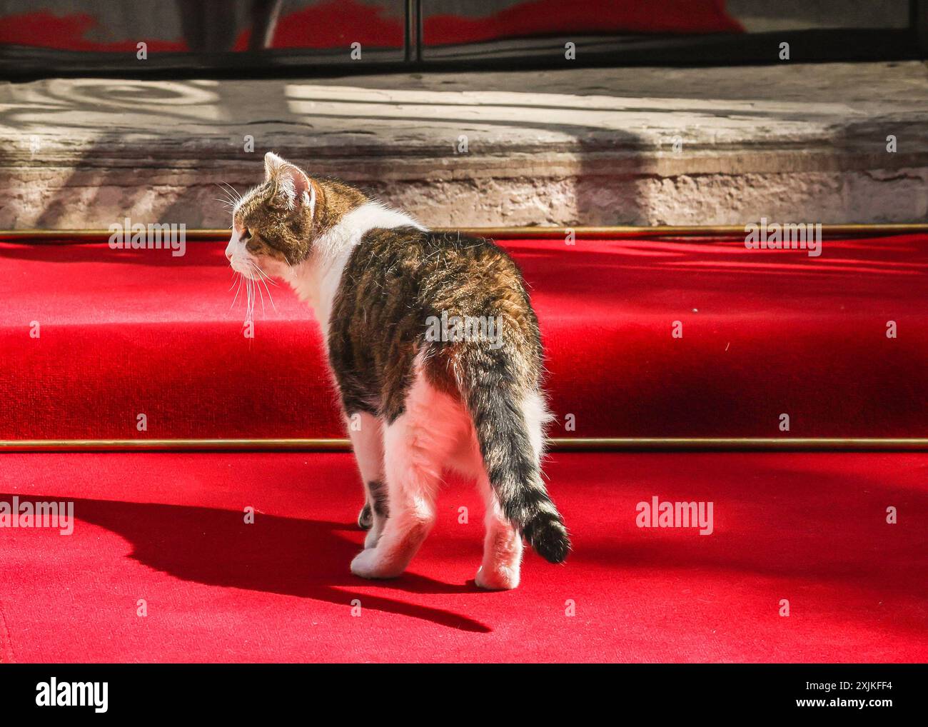Cat Strutting