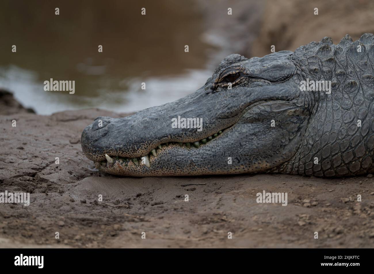 Extant alligator species hi-res stock photography and images - Alamy