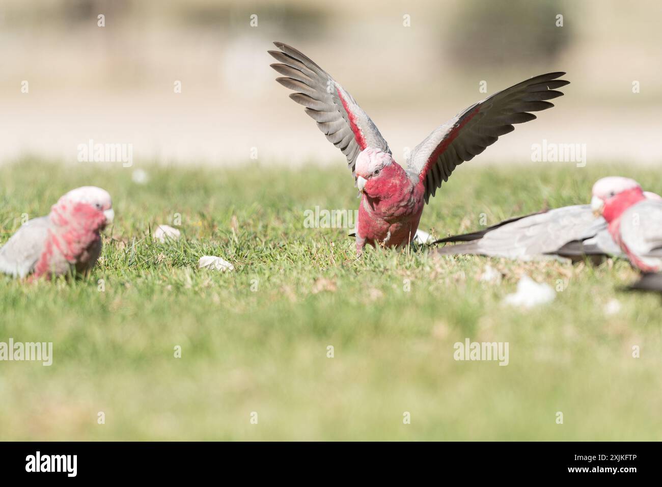 A small flock of rose-breasted cockatoos are feeding on a grassy field ...