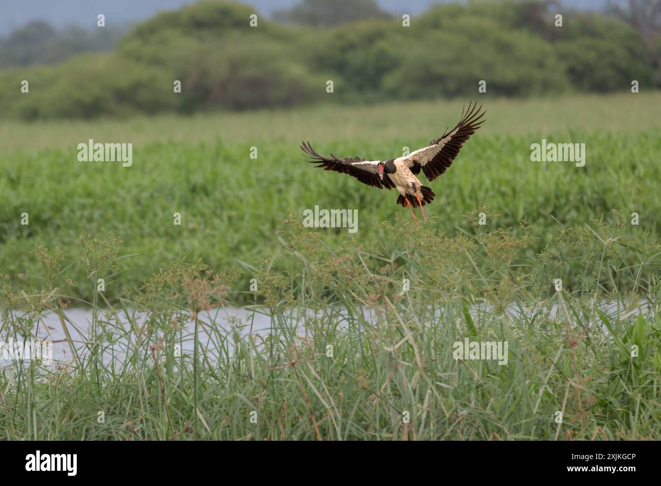A single Magpie-goose in flight over the lush green reeds and marshland ...