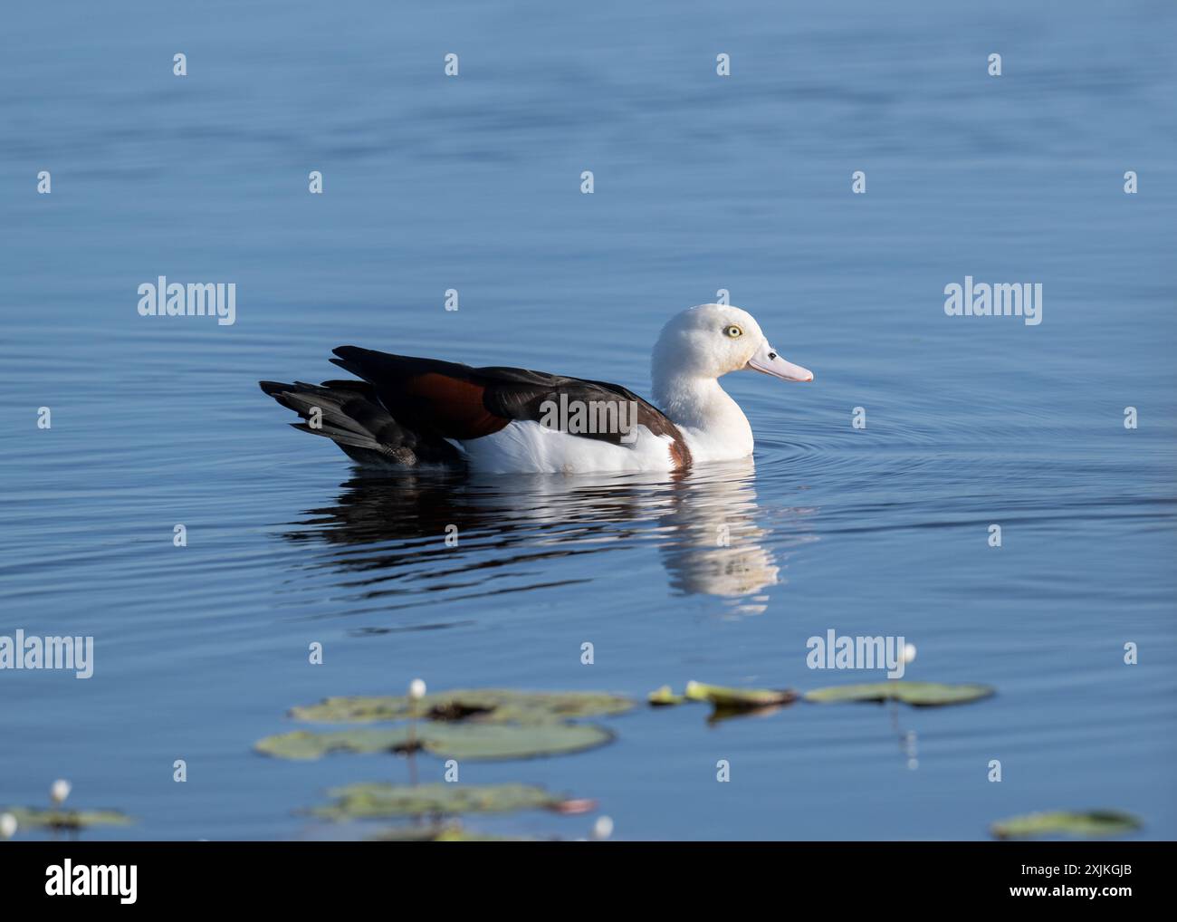White headed duck swimming hi-res stock photography and images - Alamy