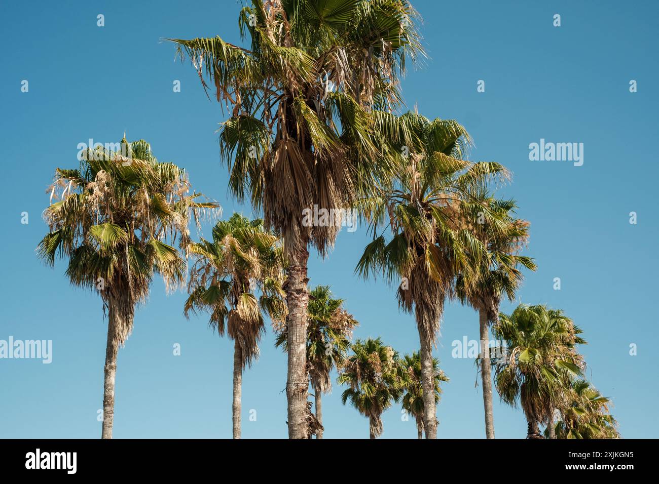 Palm tree rows hi-res stock photography and images - Alamy