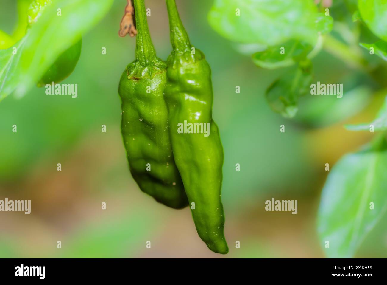 Macro shot of fresh green chili peppers growing on a plant ...