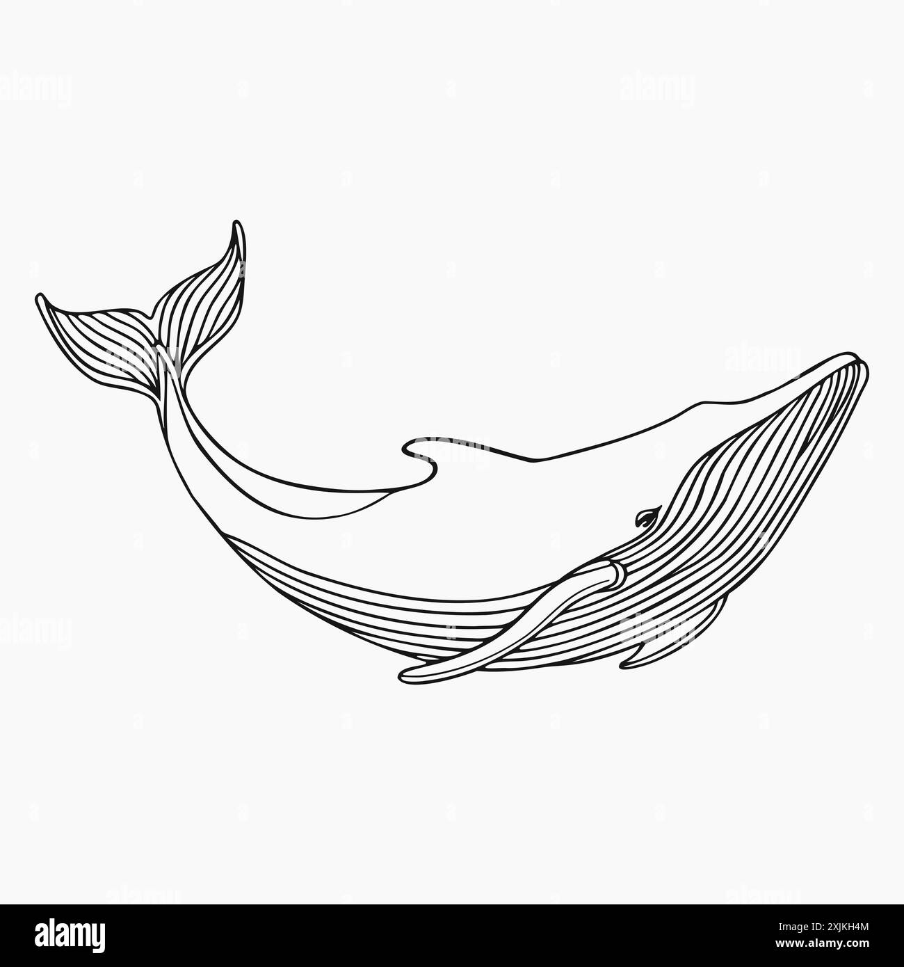 Humpback whale, line art isolated on white background. Minimal abstract ...