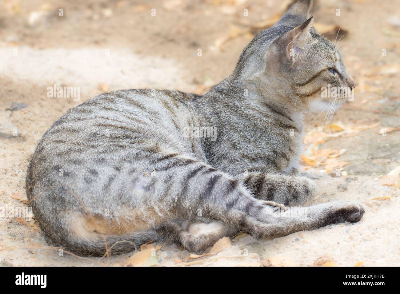 A relaxed tabby cat lying on the ground, surrounded by fallen leaves in ...