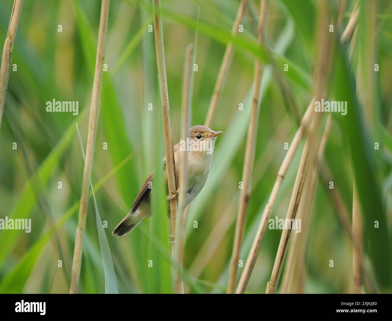 The skulking behaviour of reed warblers means views of this species are ...