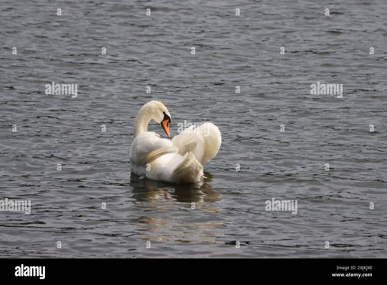 Beautiful swan in water hi-res stock photography and images - Alamy