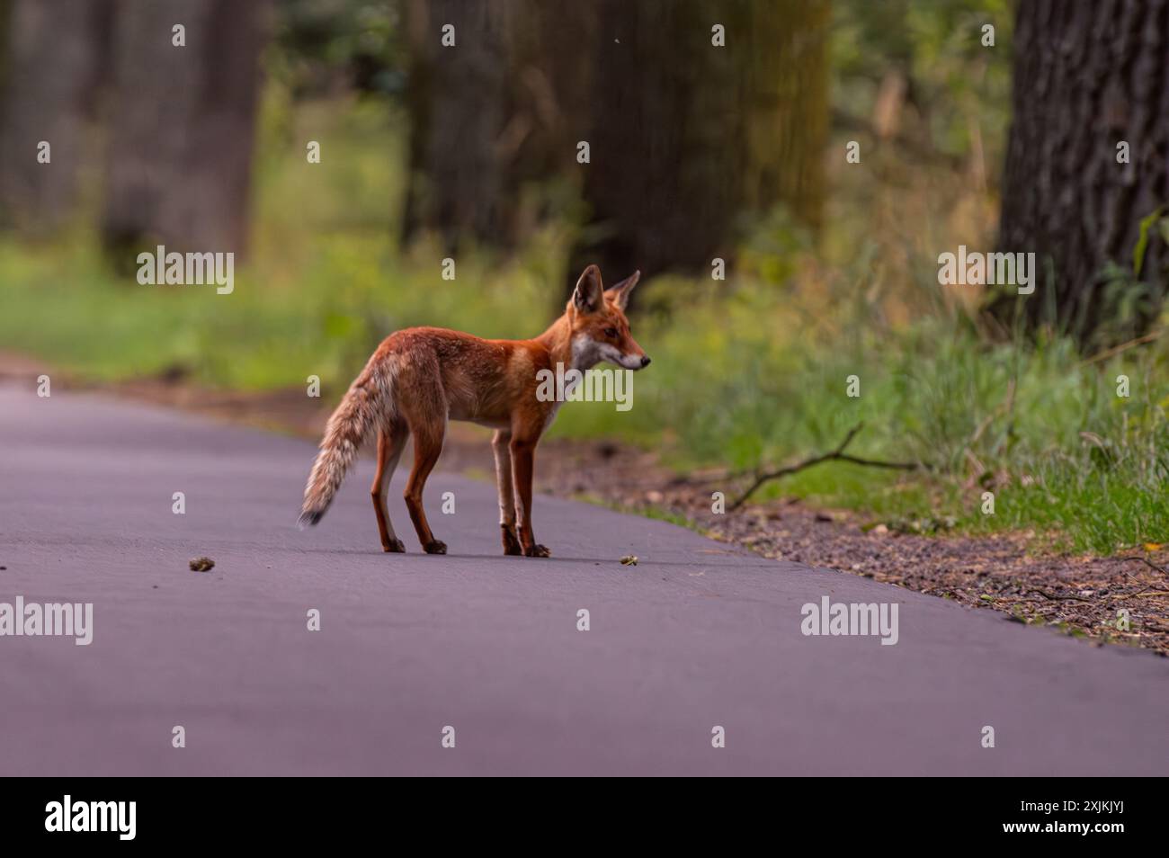 Korean red fox hi-res stock photography and images - Alamy