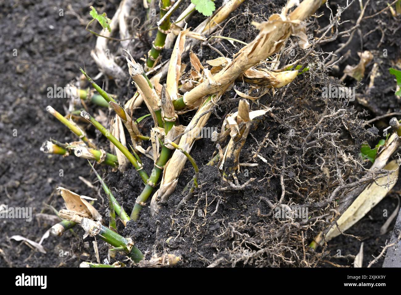 Bamboo invasive roots hi-res stock photography and images - Alamy